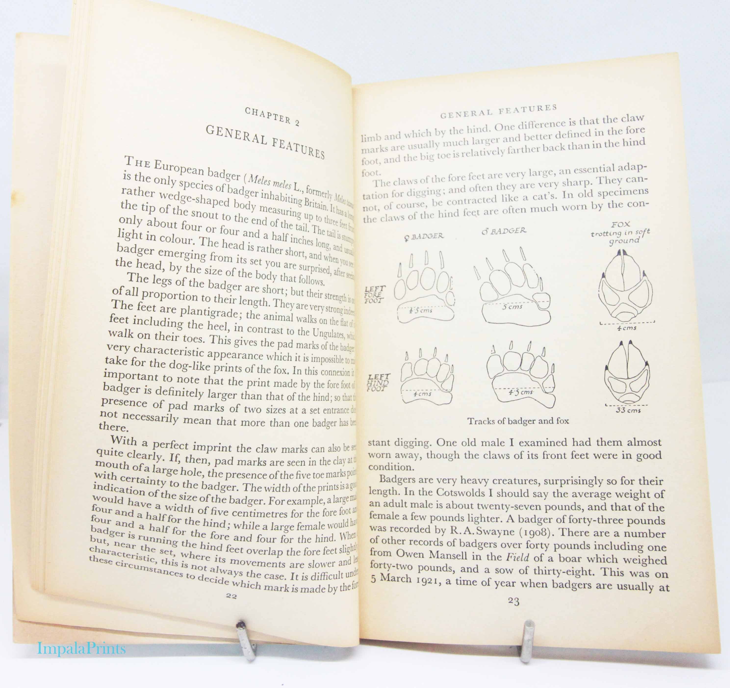 The Badger Nature Book Vintage Guide Factual 1958 Book Paperback Nature ...