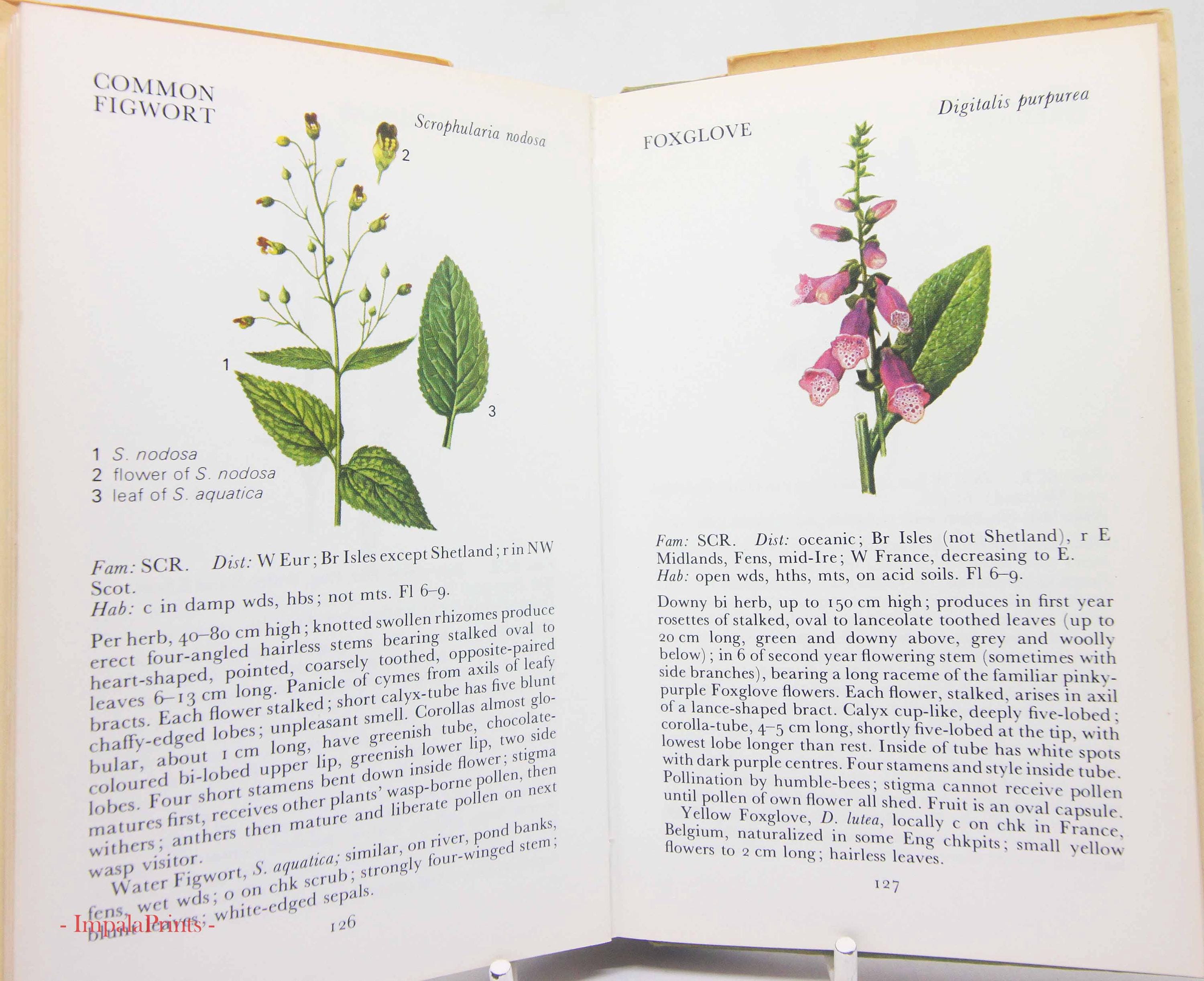 Vintage Book Wild Flowers Illustrated Plants Flower Picture Book Gifts ...