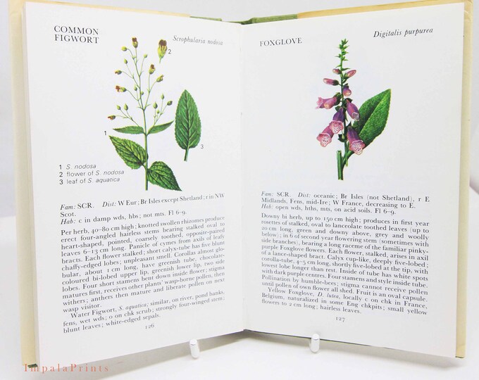 Book of Wild Flowers Illustrated Guide Flower Picture Book Guide ...