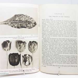 Beyond the Microscope 1943 Science Book Biology Illustrated Guide to ...
