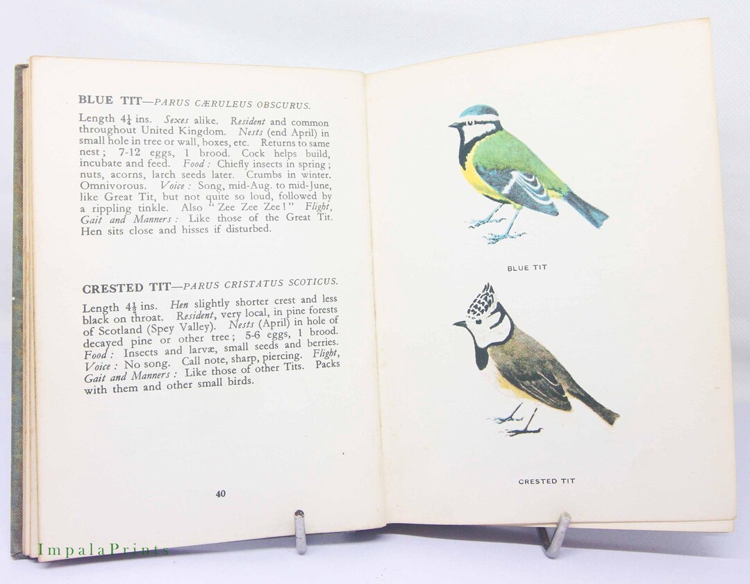 Birdwatching Vintage Book 1943 Illustrated Bird Book Nature Hardback ...