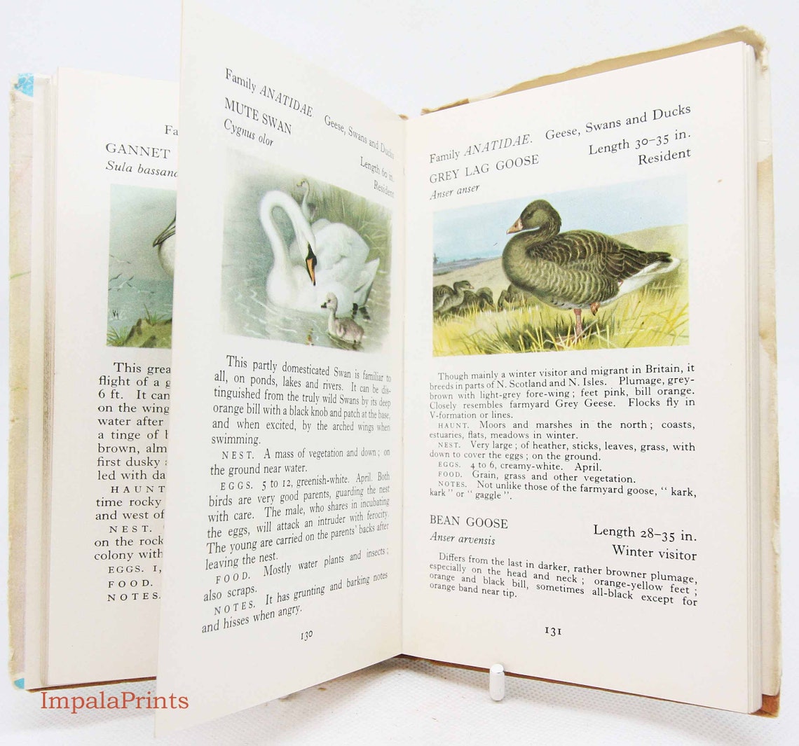 Birdwatching Guide Book Vintage Nature Hardback Ornothology | Etsy UK