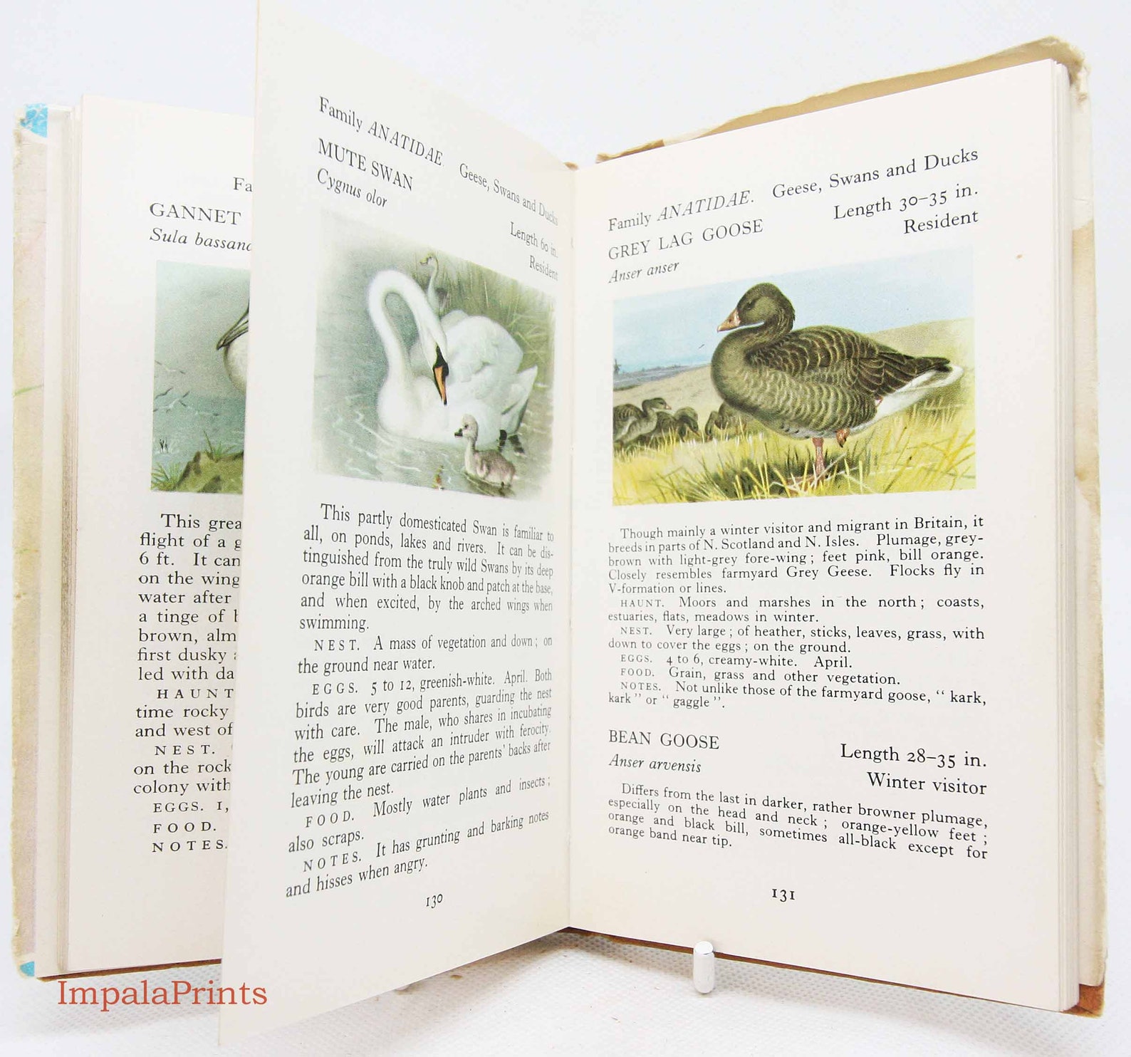 Birdwatching Guide Book Vintage Nature Hardback Ornothology | Etsy UK