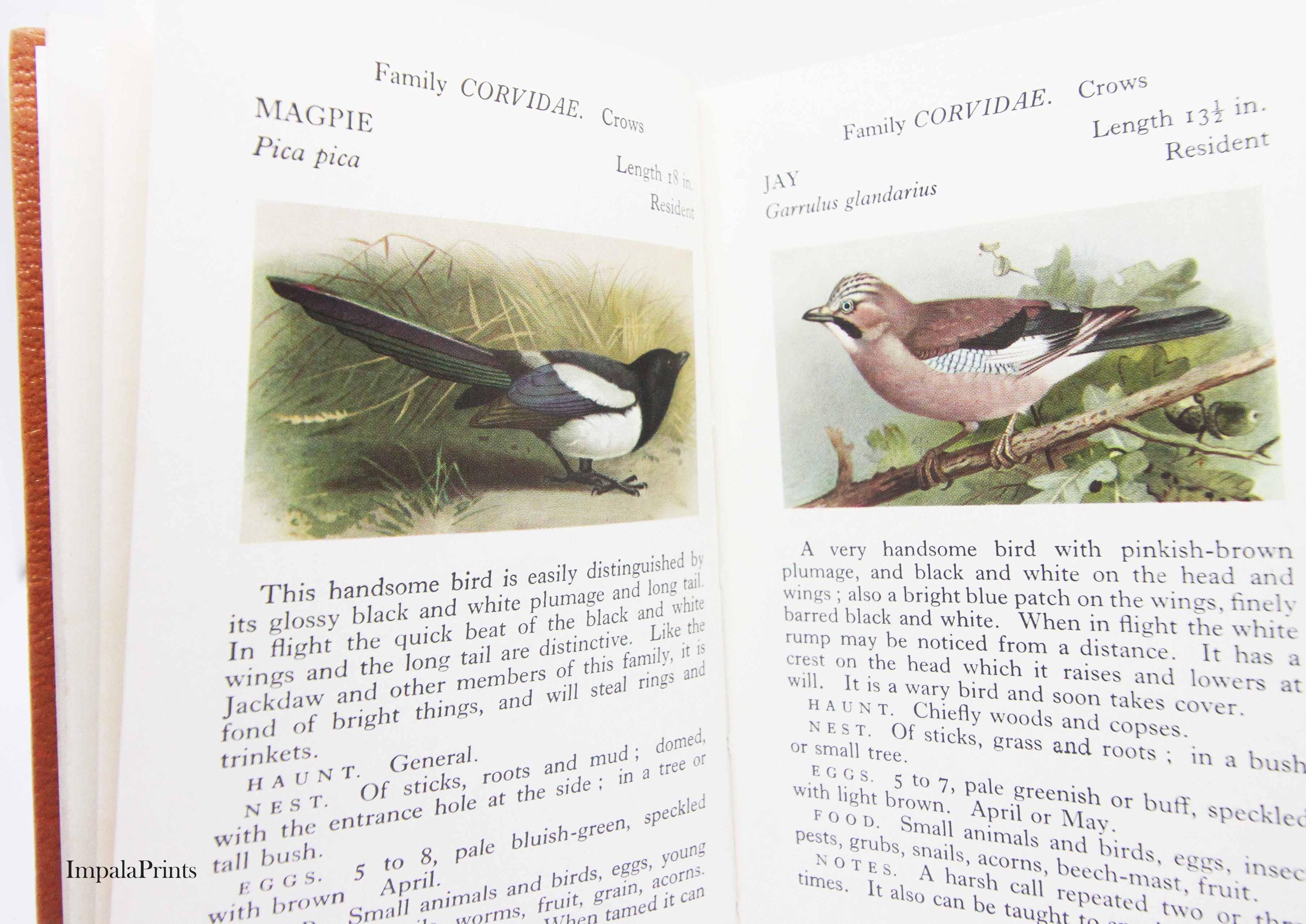Birdwatching Guide Book Vintage Nature Hardback Ornithology Bird Book ...