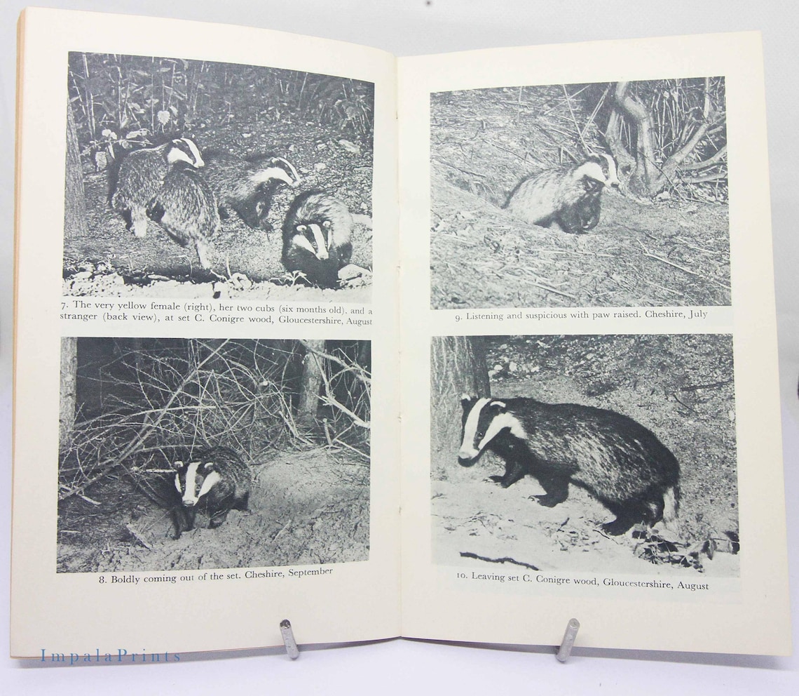 The Badger Nature Book Vintage Guide Factual 1958 Book Paperback Nature ...