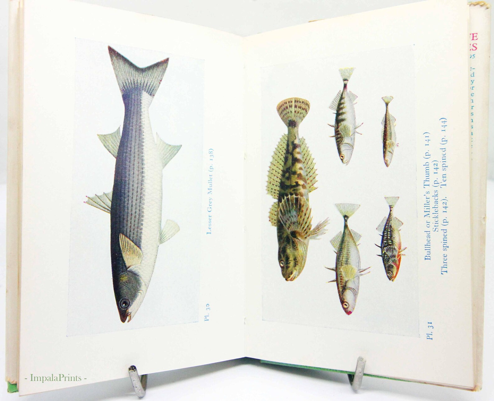 Freshwater Fishes Handbook 1960s Collectable Book Illustrated Fishing ...