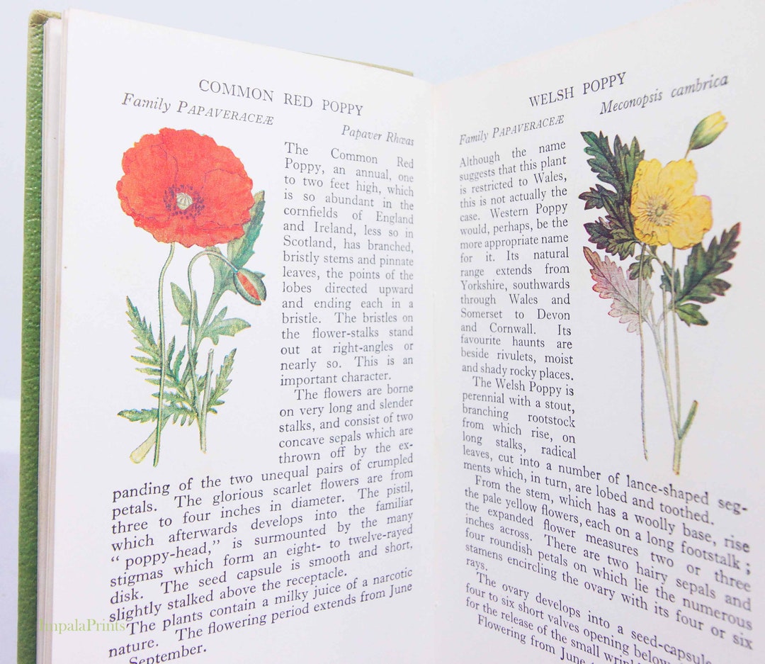 Wild Flowers Illustrated Plants Flower Picture Book Gifts Flowers Guide ...