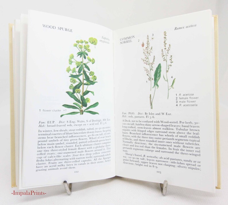 Vintage Book Wild Flowers Illustrated Plants Flower Picture Book Gifts ...