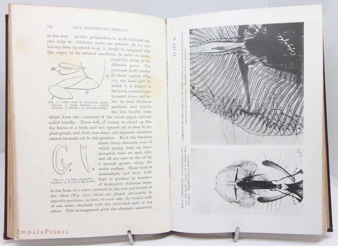 Antique Entomology 1896 Book Insect Life Illustrated Science Book ...