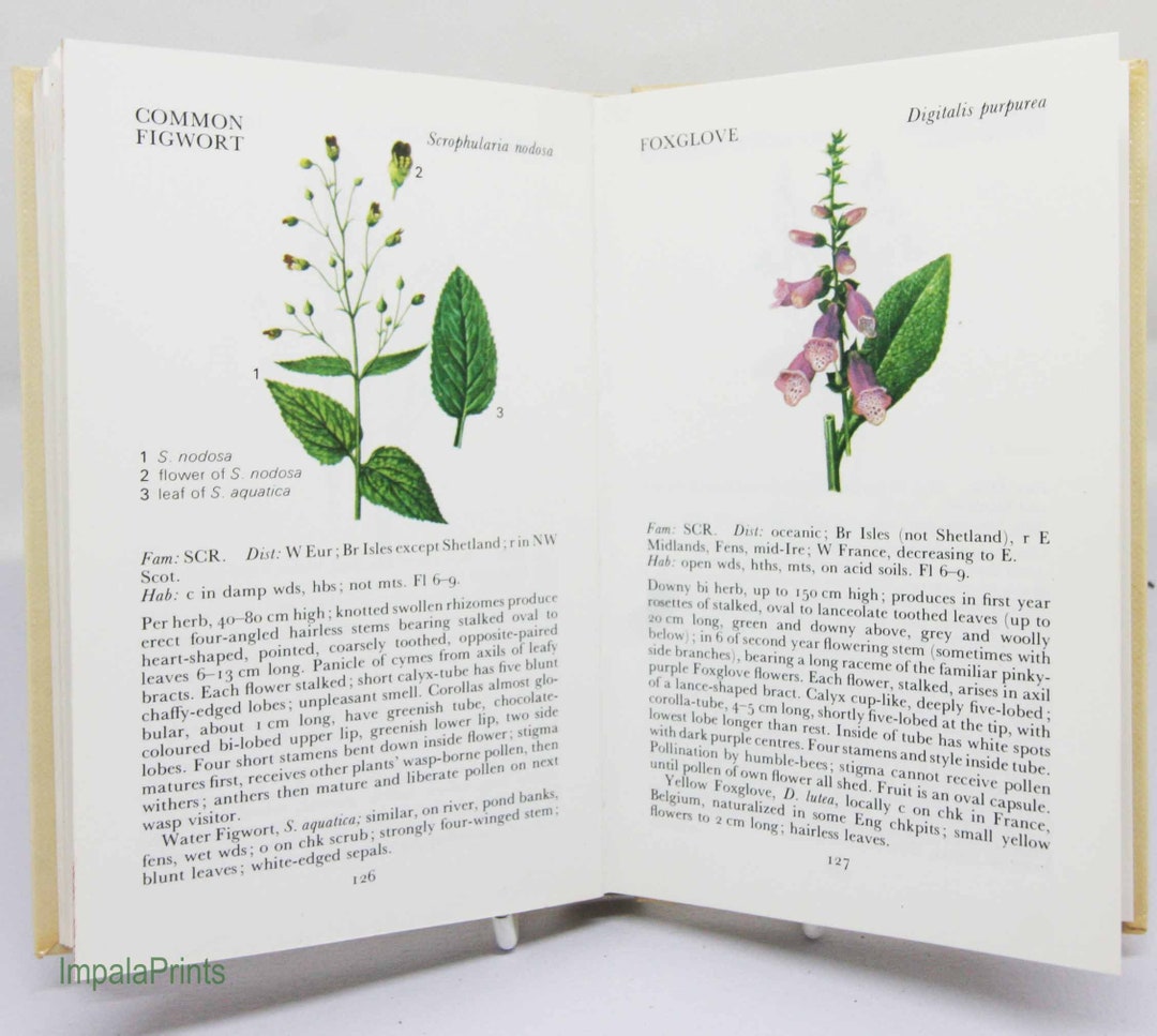 Vintage Book Wild Flowers Illustrated Plants Flower Picture Book Gifts ...