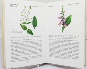 Wild Flowers Illustrated Plants Flower Picture Book Gifts Flowers Guide ...