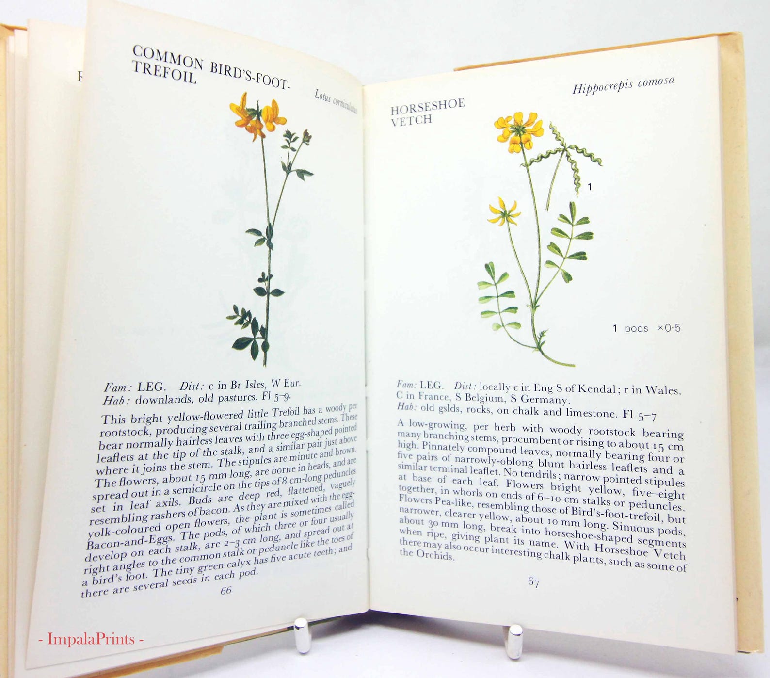 Vintage Book Wild Flowers Illustrated Plants Flower Picture Book Gifts ...