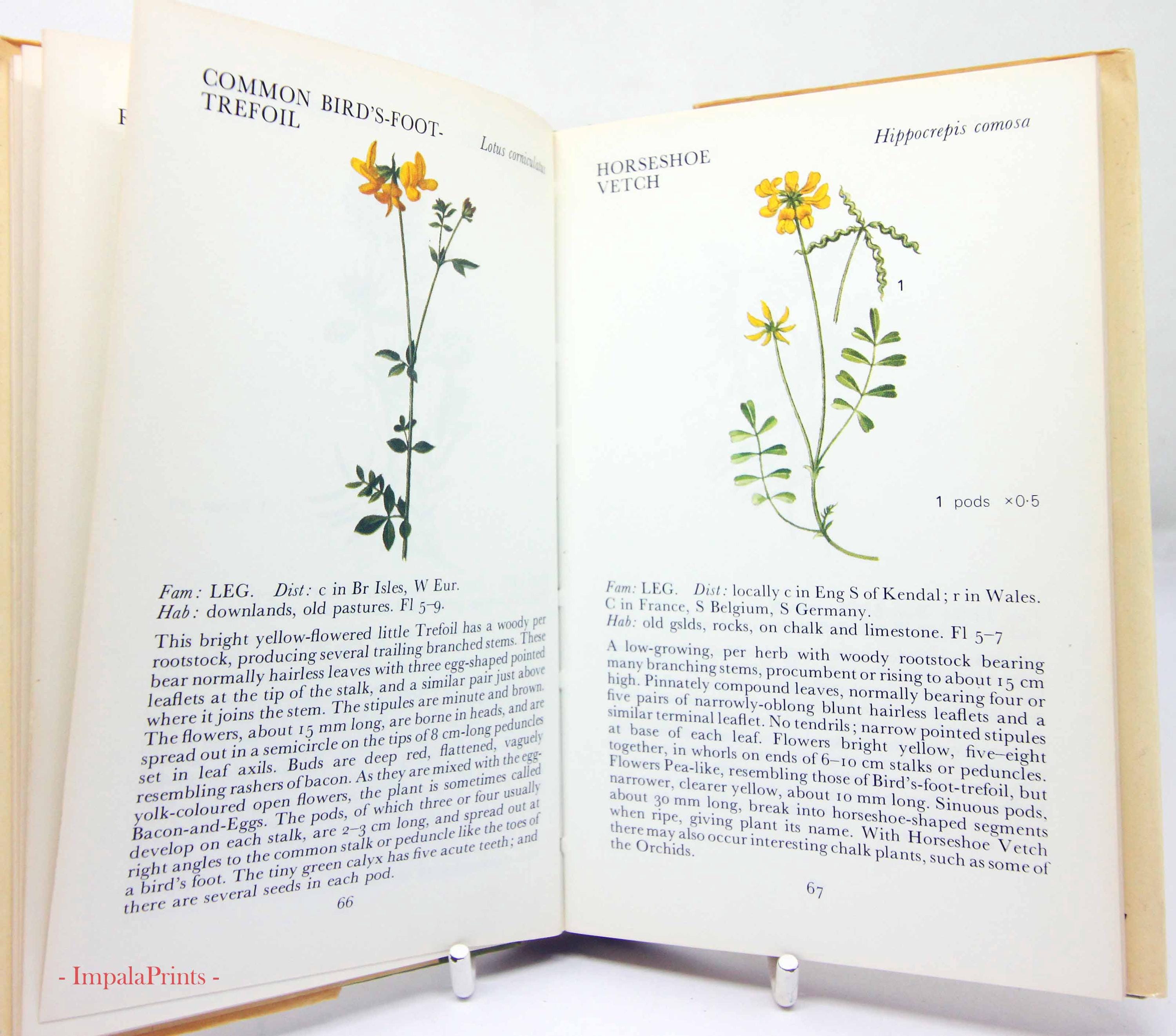 Vintage Book Wild Flowers Illustrated Plants Flower Picture Book Gifts ...
