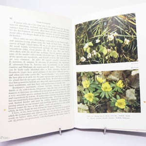 Book of Wild Flowers Illustrated Guide Flower Picture Book Guide ...