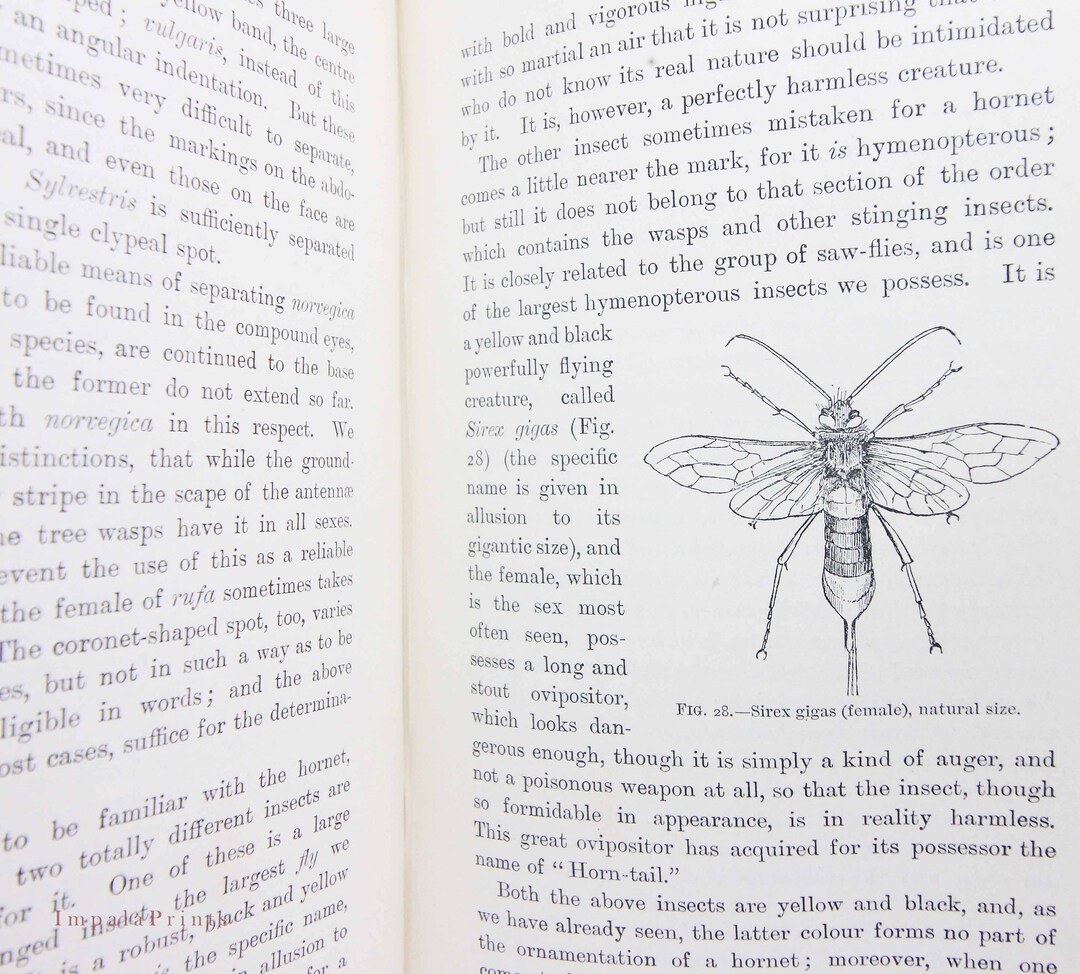 Antique Entomology 1896 Book Insect Life Illustrated Science Book ...