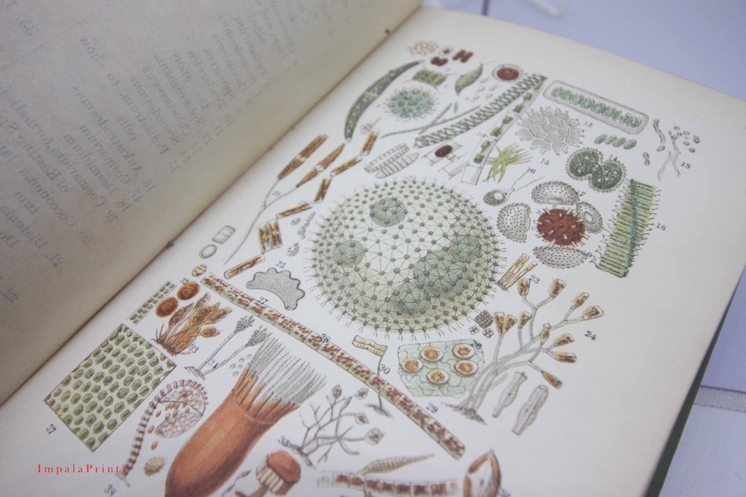 Microscope Book Illustrated Science Book Antique Nature Book 1910 ...