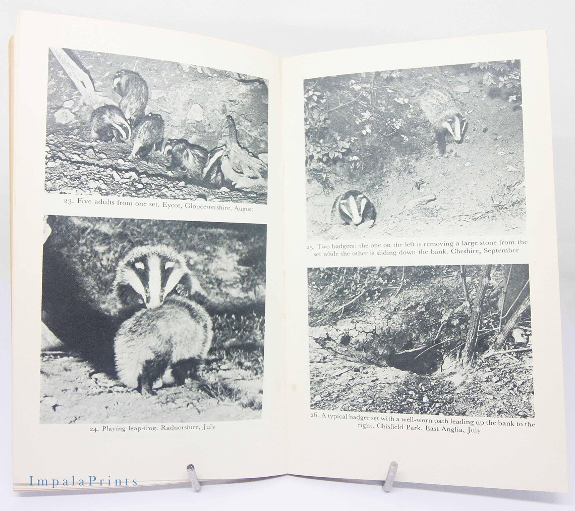 The Badger Nature Book Vintage Guide Factual 1958 Book Paperback Nature ...