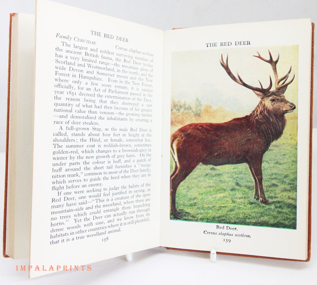 Wild Animals Illustrated Guide Book British Isles Collectable Vintage ...