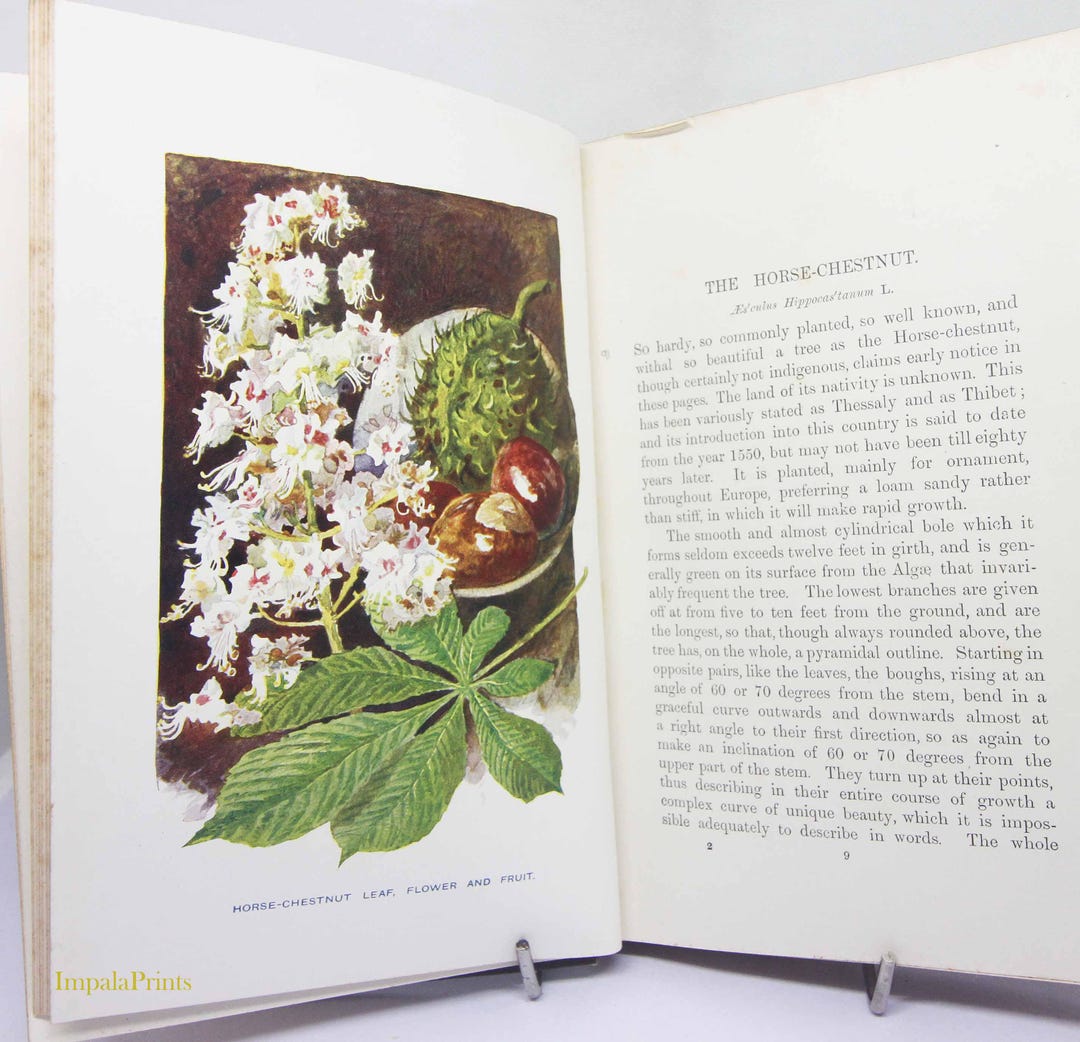 Antique Tree Books 1920s Illustrated Stylish Nature Botany Picture Book ...