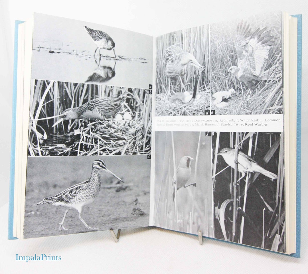 Vintage UK Bird Watching Guide Book: Nature Identification, 1967 ...