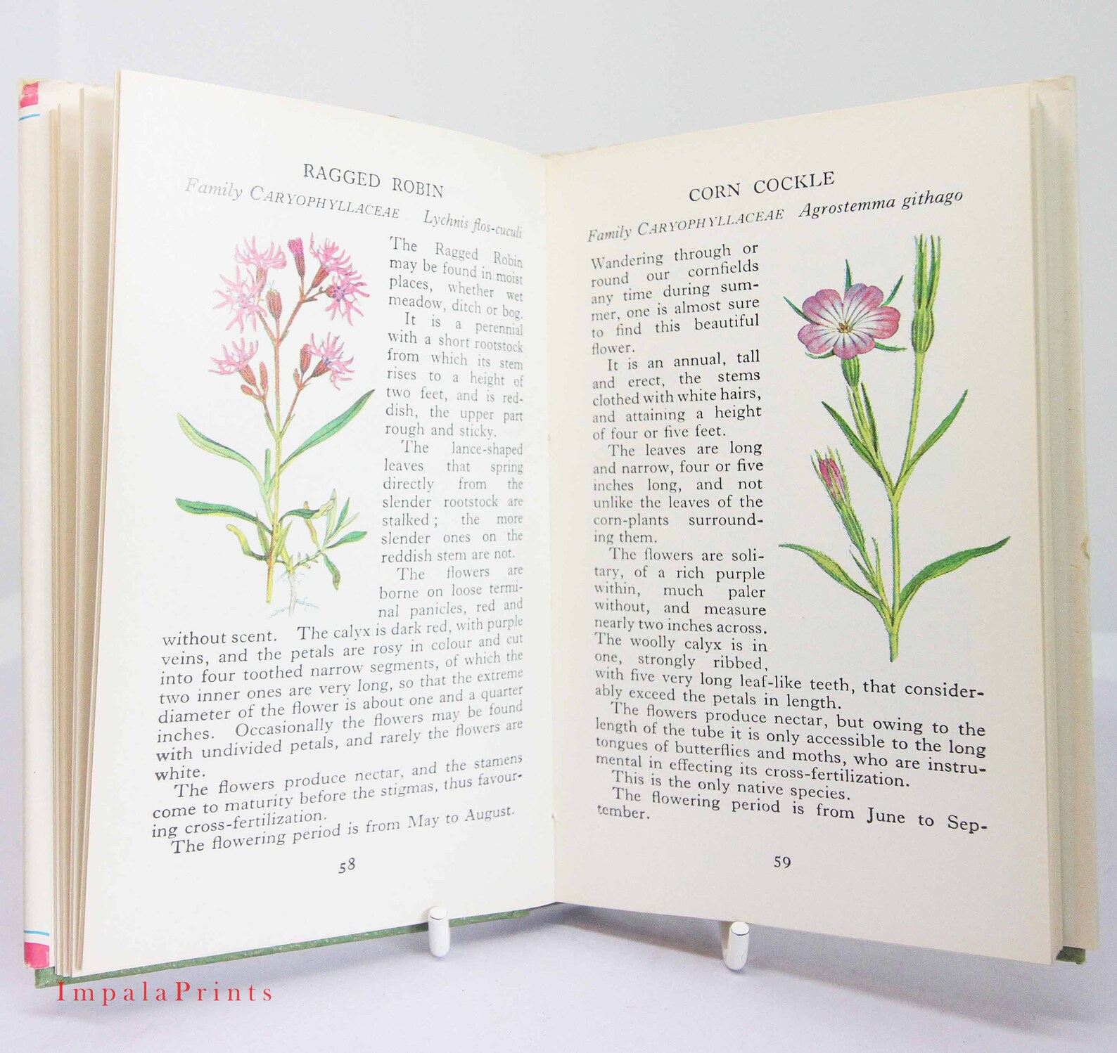 Vintage Book Wild Flowers Illustrated Plants Flower Picture Book Gifts ...