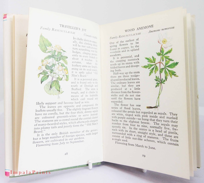 Vintage Book Wild Flowers Illustrated Plants Flower Picture Book Gifts ...