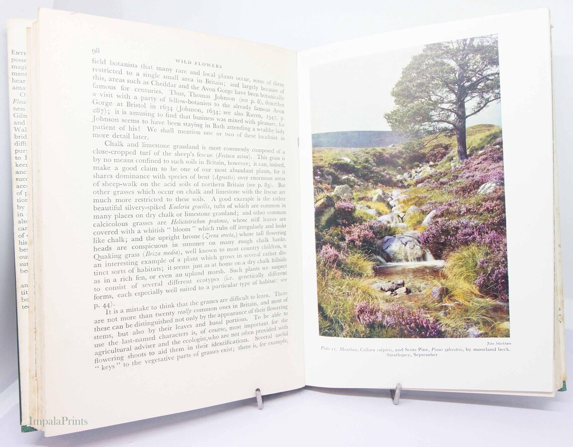 Book of Wild Flowers Illustrated Guide Flower Picture Book Guide ...