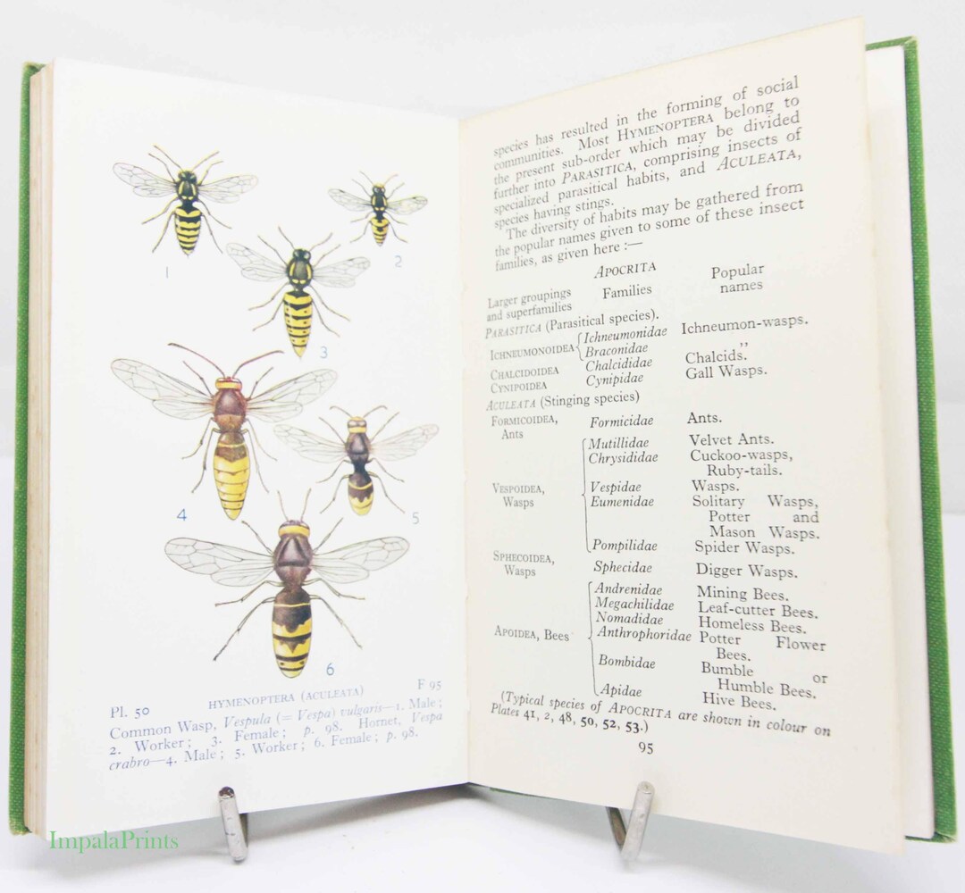 Insects Guide Vintage - Colour Plates Vintage Hardback Natural History ...