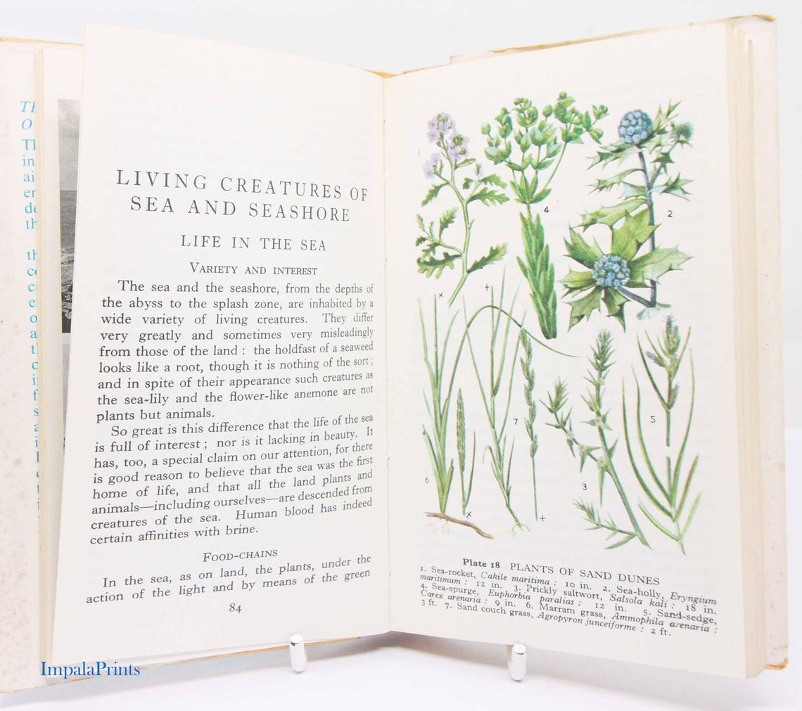 Sea and the Seashore Vintage Illustrated Biology Plants Flower Picture ...