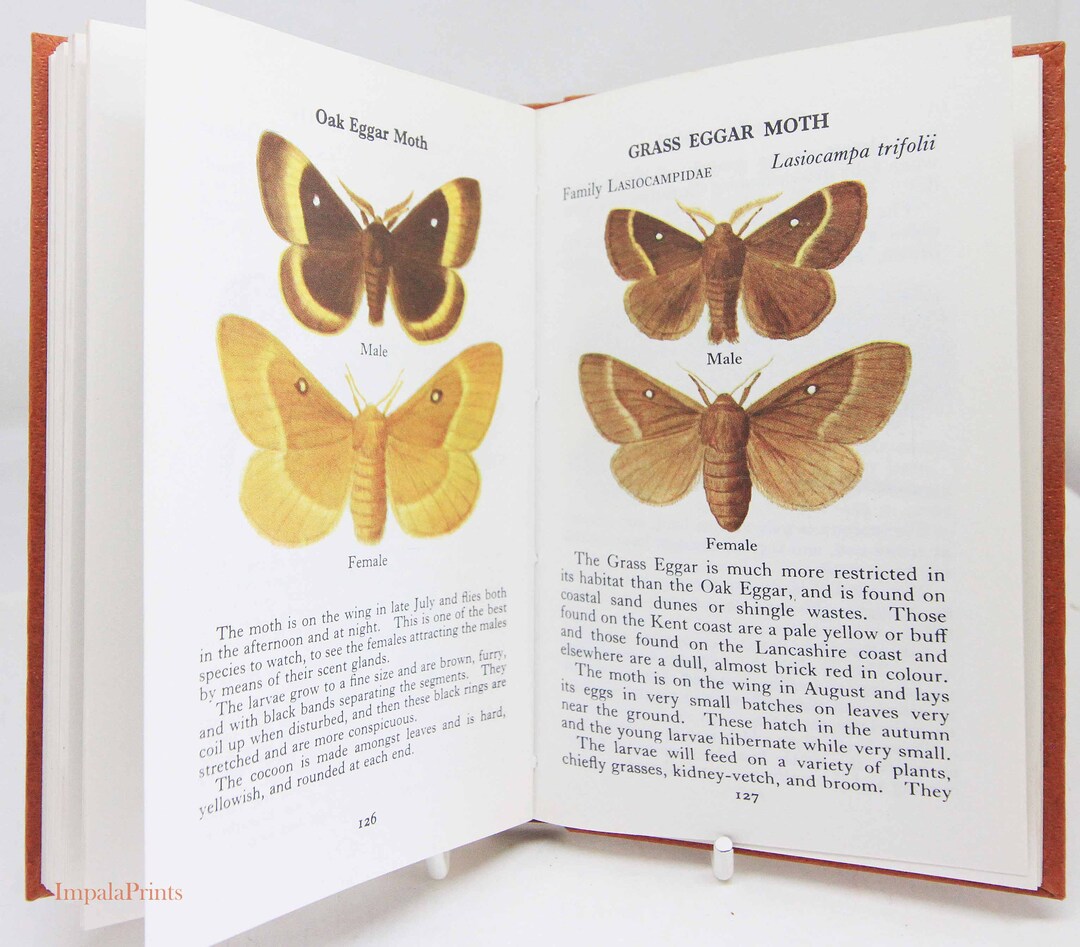 British Moths Illustrated Book Lepidopterology Picture Book - Etsy