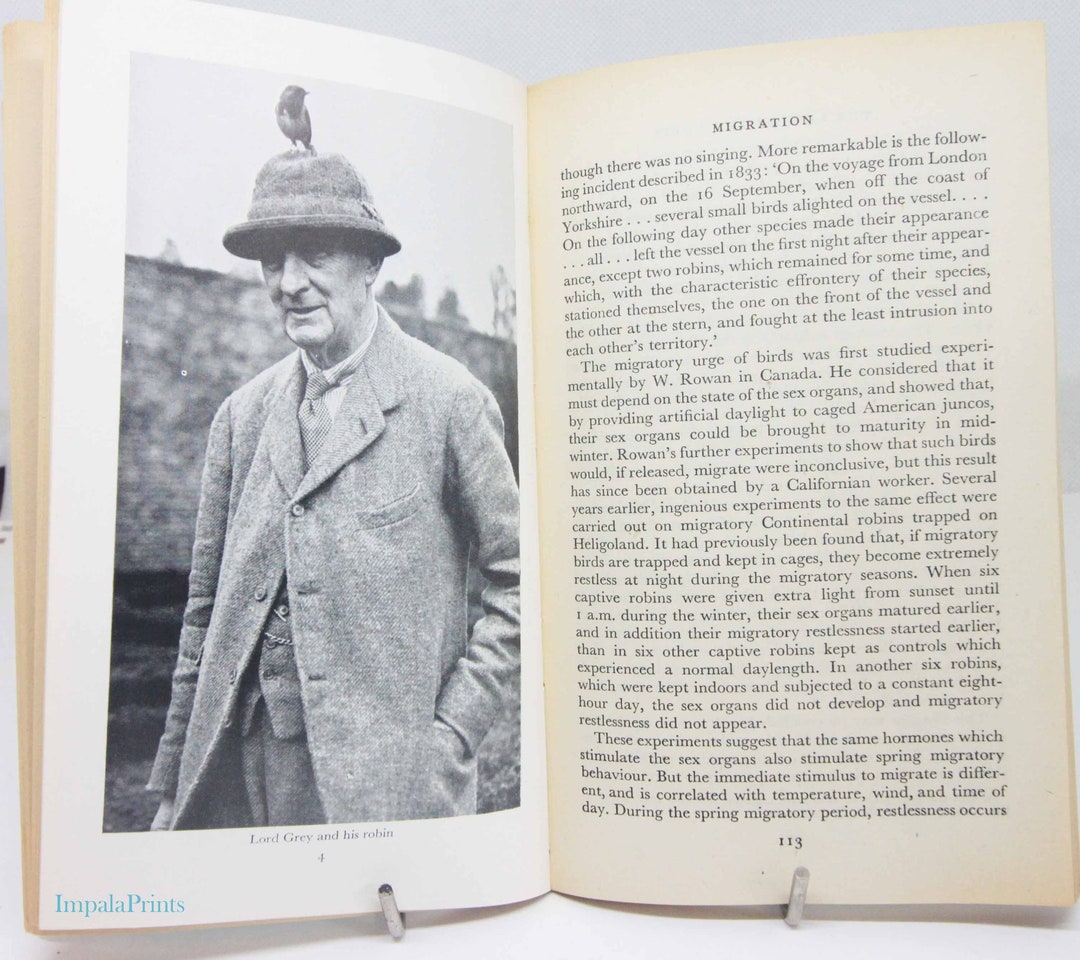 Bird Book Life of the Robin Vintage 1953 Bird Spotting, Gift Ideas ...