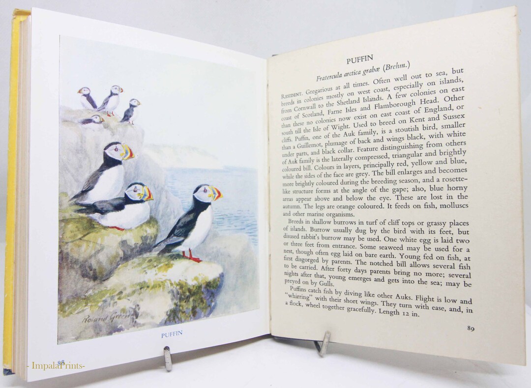 British Birds, Lesser Known Illustrated Bird Book Guide Book Vintage ...