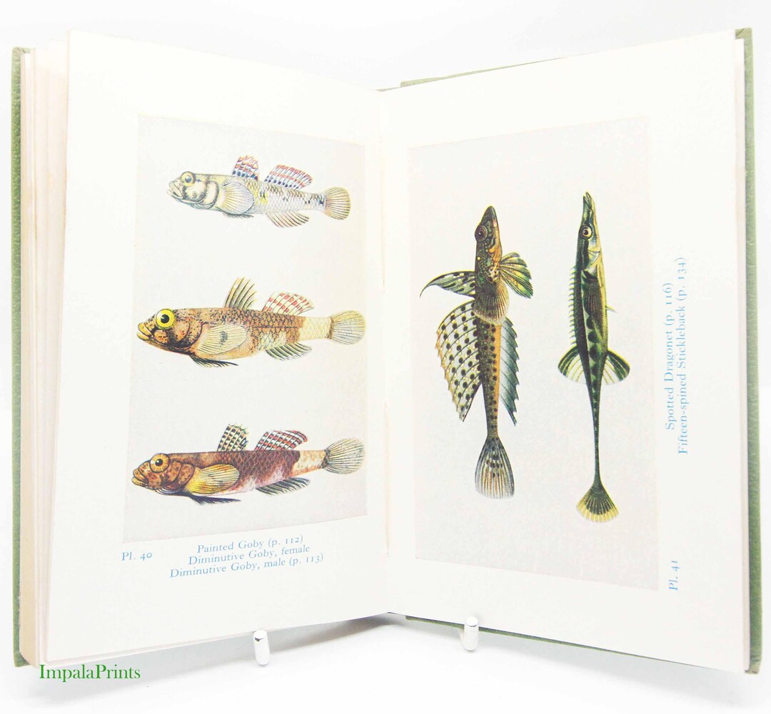 Sea Fishes Handbook 1958 Collectable Book Illustrated Fishing Book ...