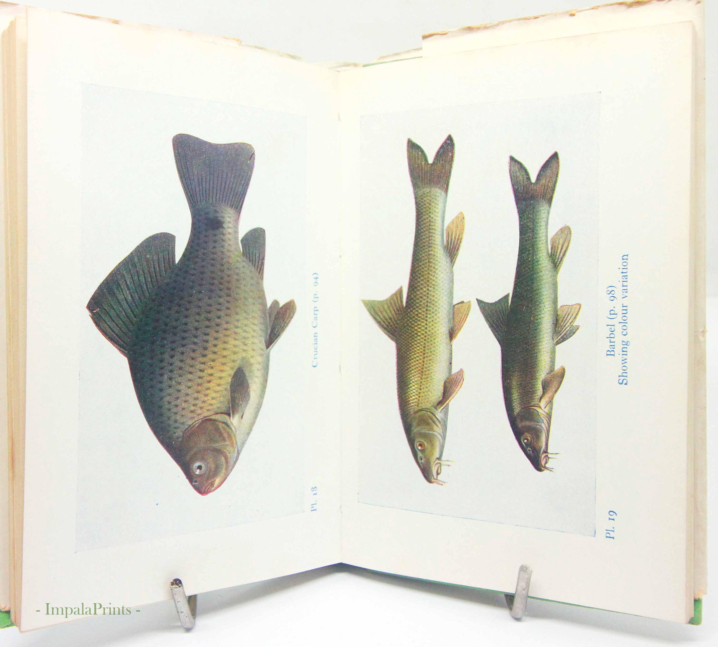 Freshwater Fishes Handbook 1960s Collectable Book Illustrated Fishing ...