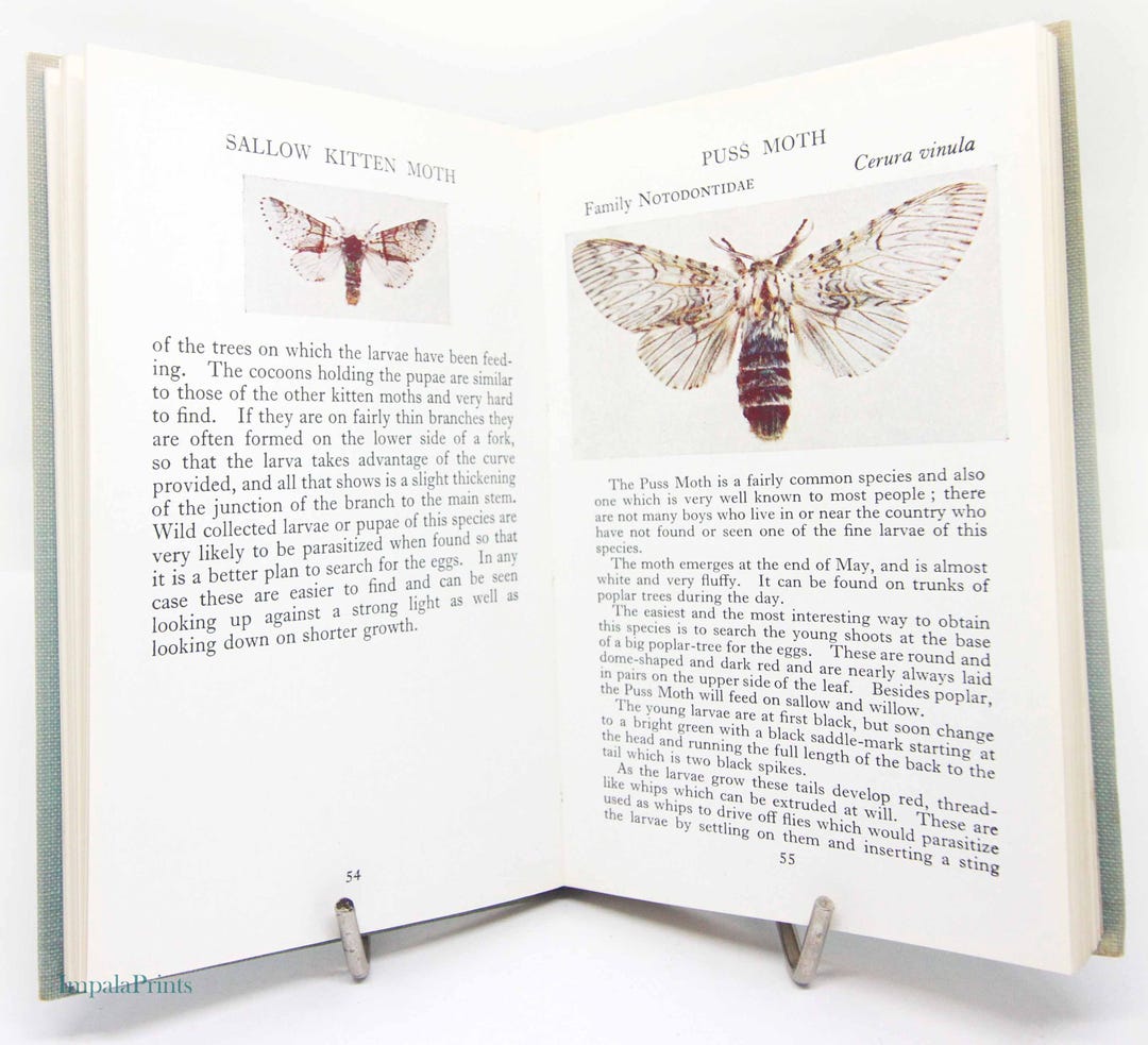 British Moths Illustrated Book Lepidopterology Picture Book Vintage ...