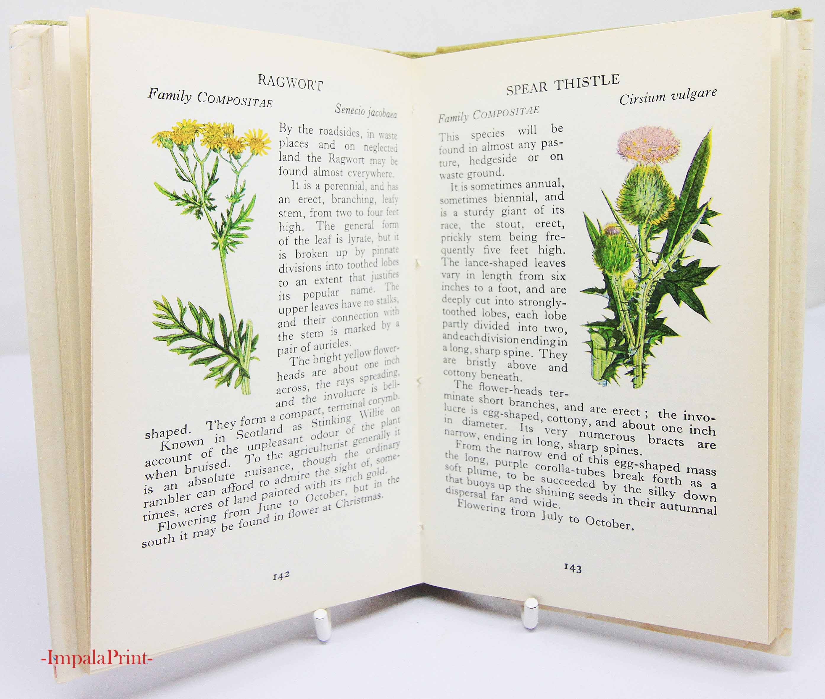 Vintage Book Wild Flowers Illustrated Plants Flower Picture - Etsy UK