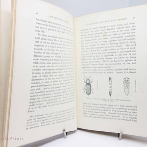 Antique Entomology 1896 Book Insect Life Illustrated Science Book ...