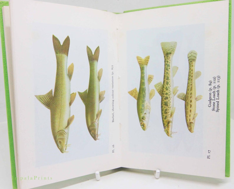 Freshwater Fishes Handbook 1960s Collectable Book Illustrated Fishing ...