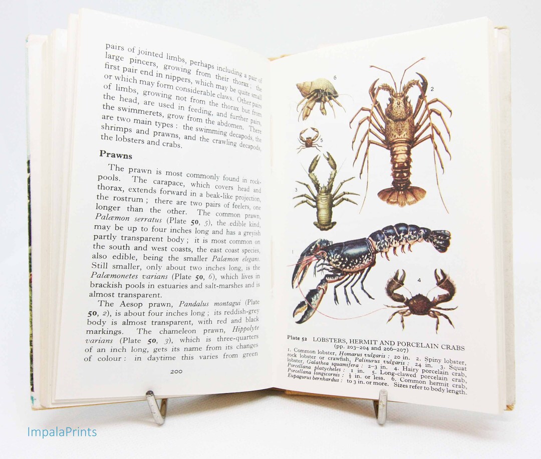 Sea and the Seashore Vintage Illustrated Biology Plants Flower Picture ...