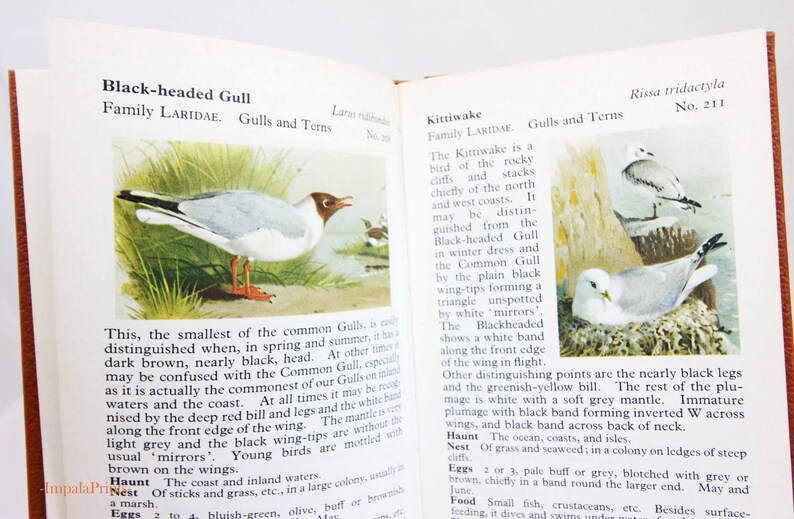 Birdwatching Guide Book Vintage Nature Hardback Ornothology | Etsy UK