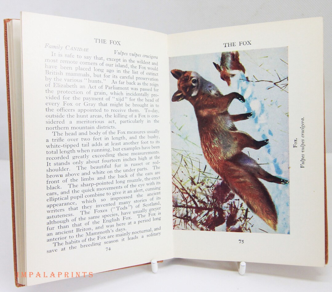 Wild Animals Illustrated Guide Book British Isles Collectable Vintage ...