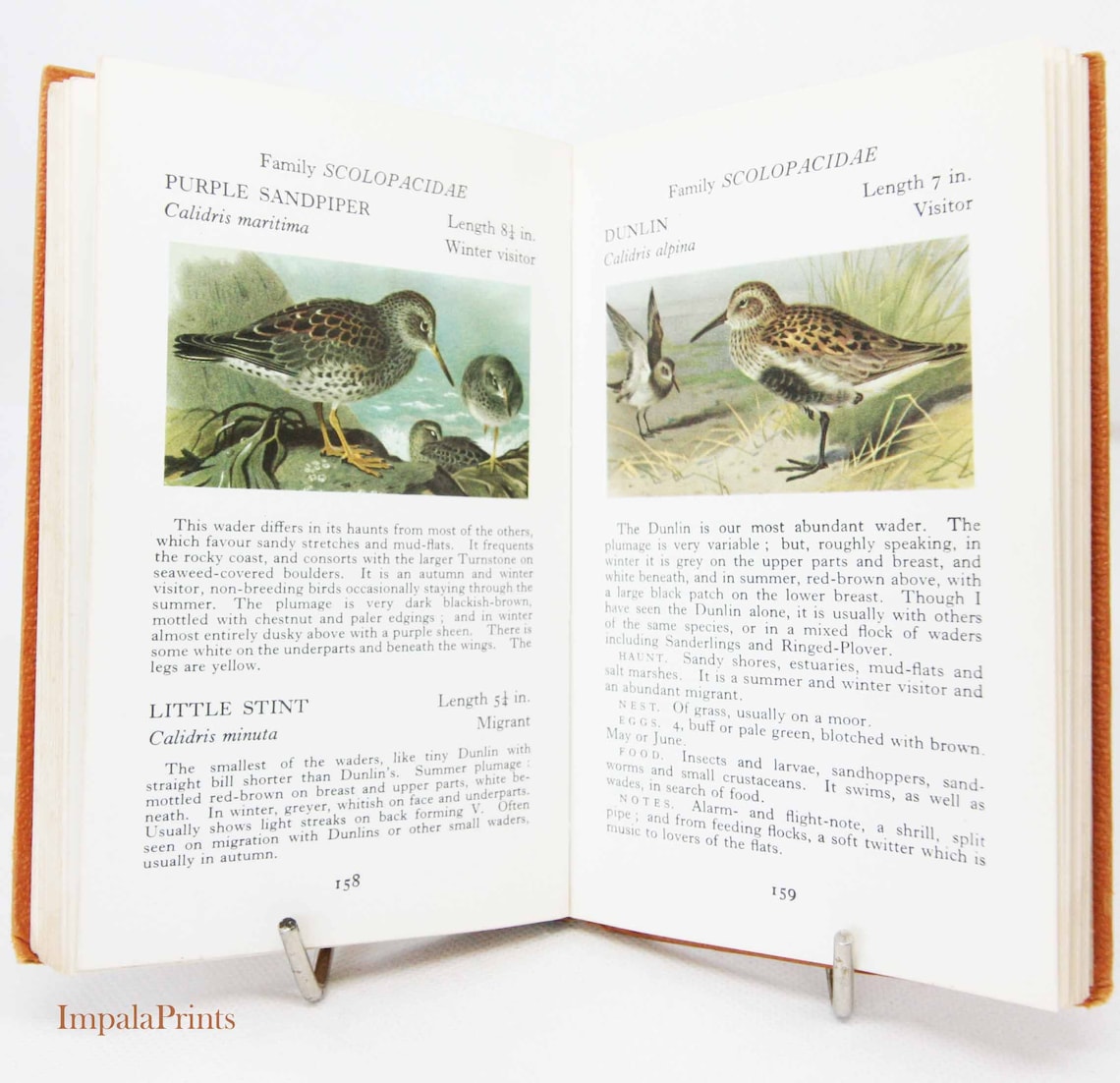 Birdwatching Vintage Book Illustrated Bird Book Nature | Etsy