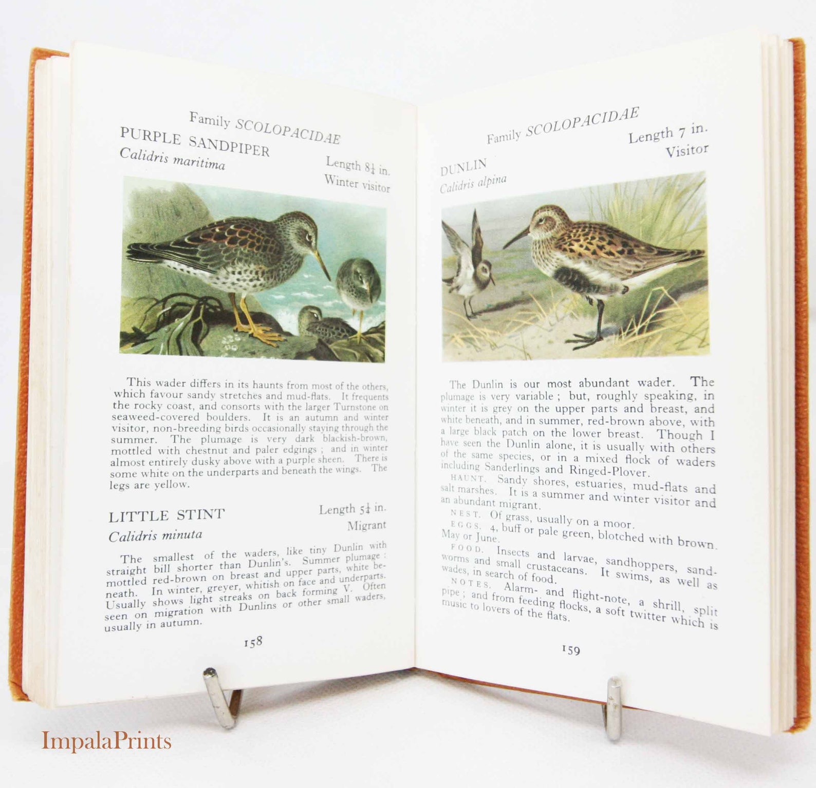 Birdwatching Vintage Book Illustrated Bird Book Nature | Etsy