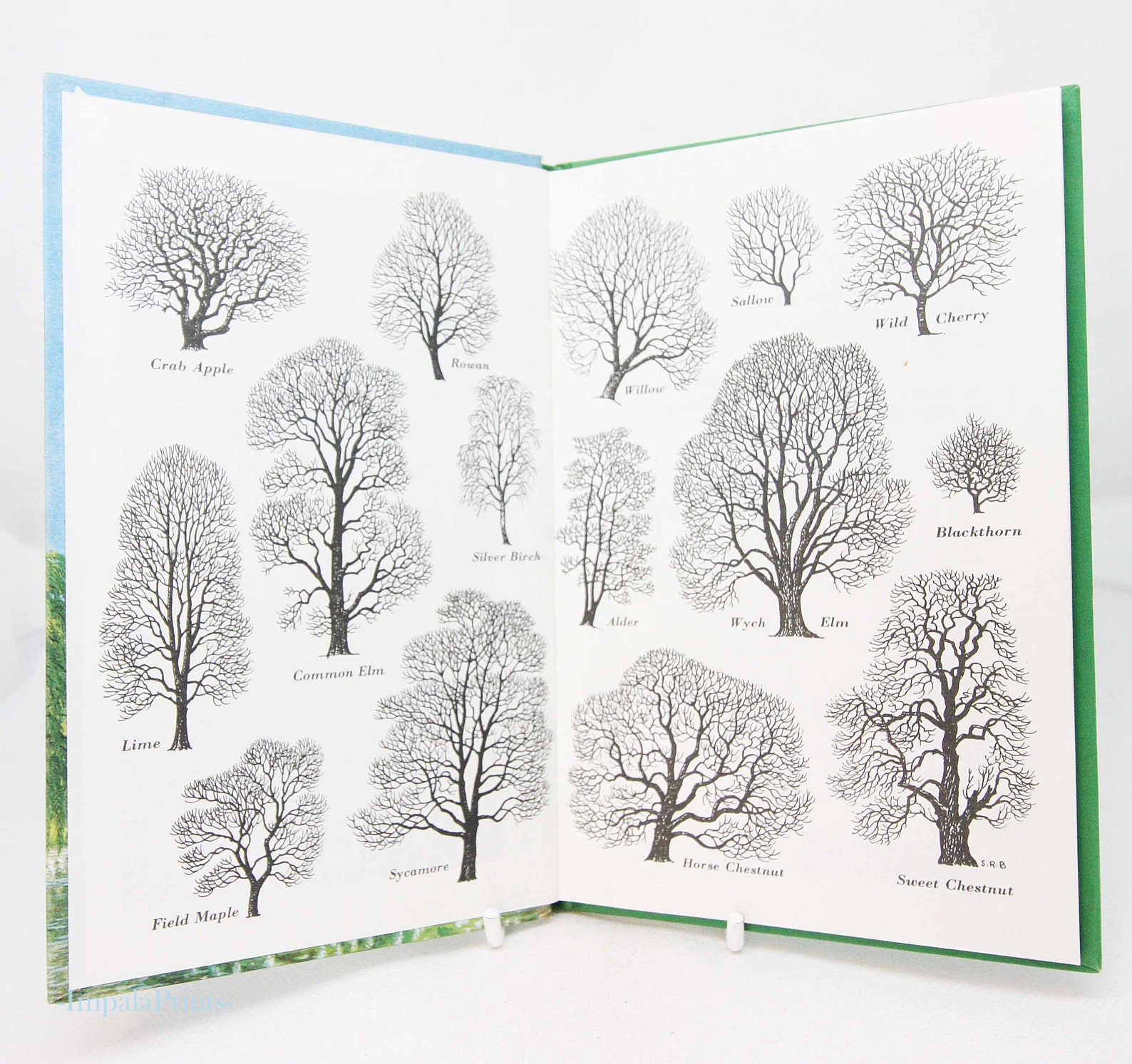 Ladybird Book of Trees Vintage 1960s Attractive Colour Illustration ...