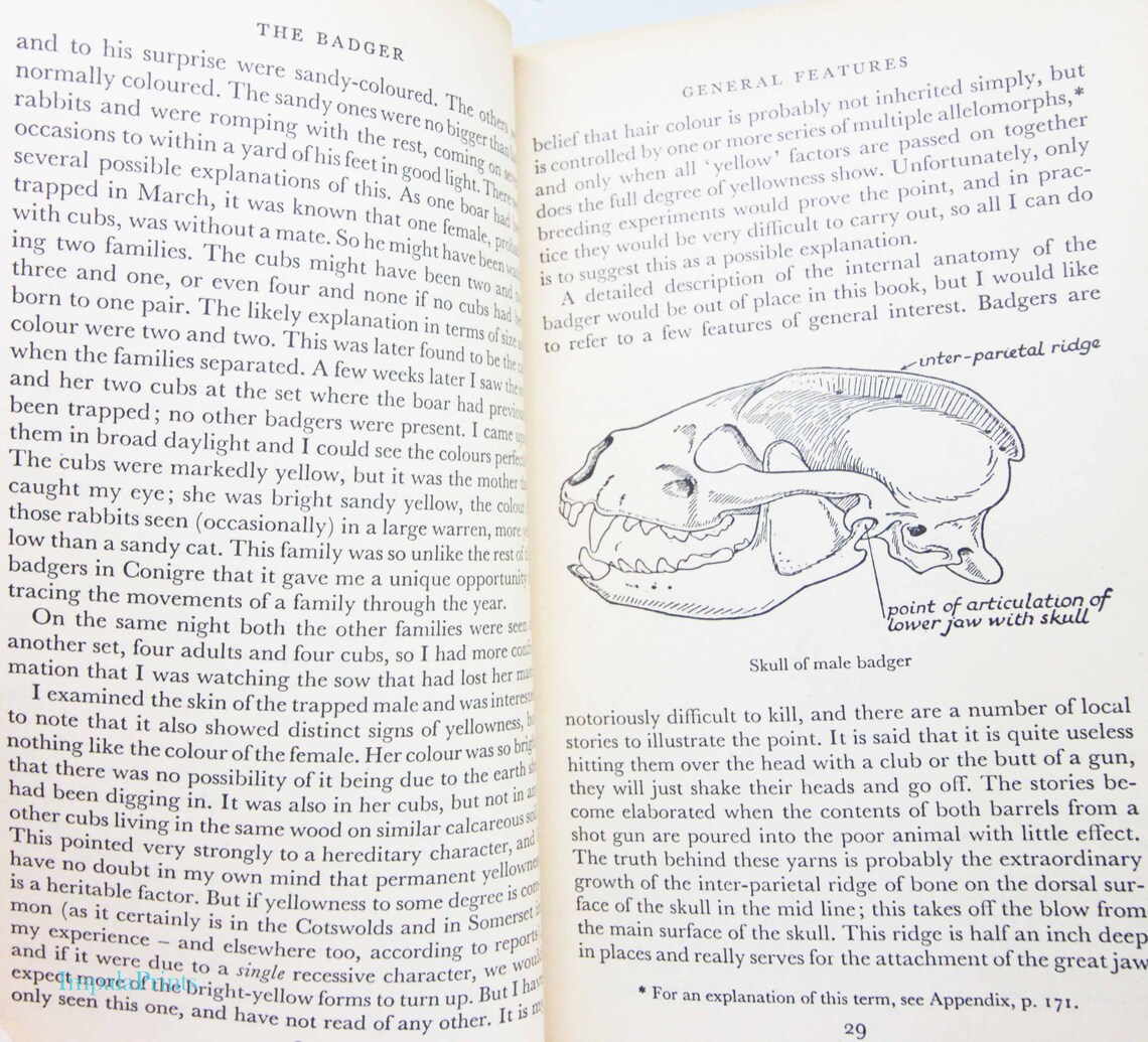 The Badger Nature Book Vintage Guide Factual 1958 Book Paperback Nature ...
