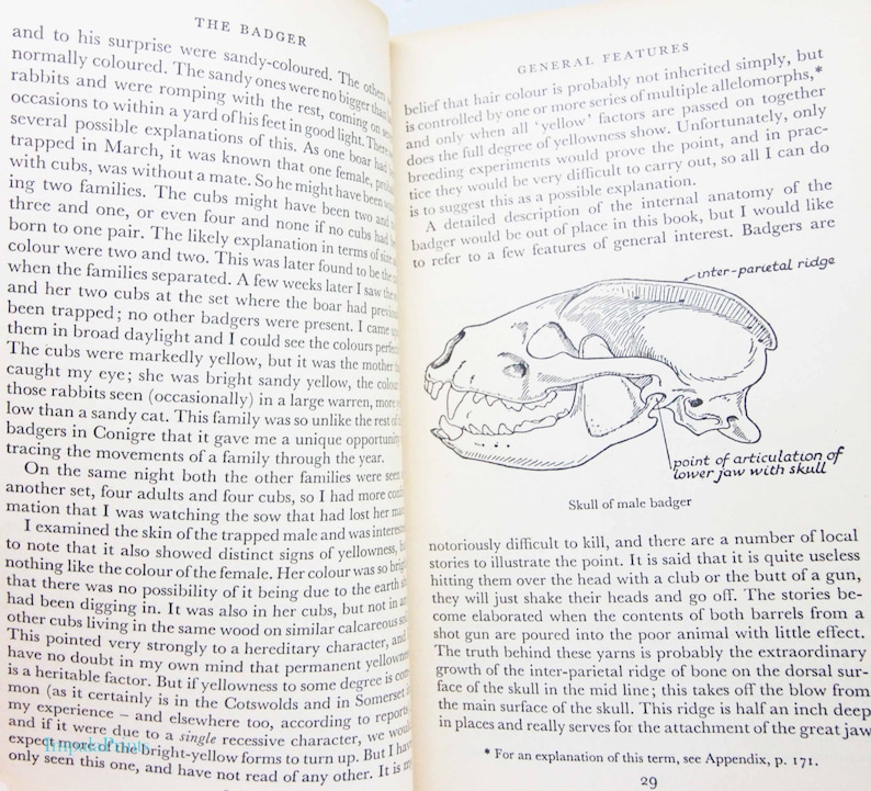 The Badger Nature Book Vintage Guide Factual 1958 Book Paperback Nature ...