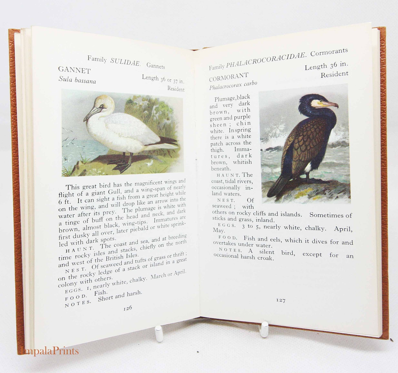 Birdwatching Guide Book Vintage Nature Hardback Ornothology | Etsy UK