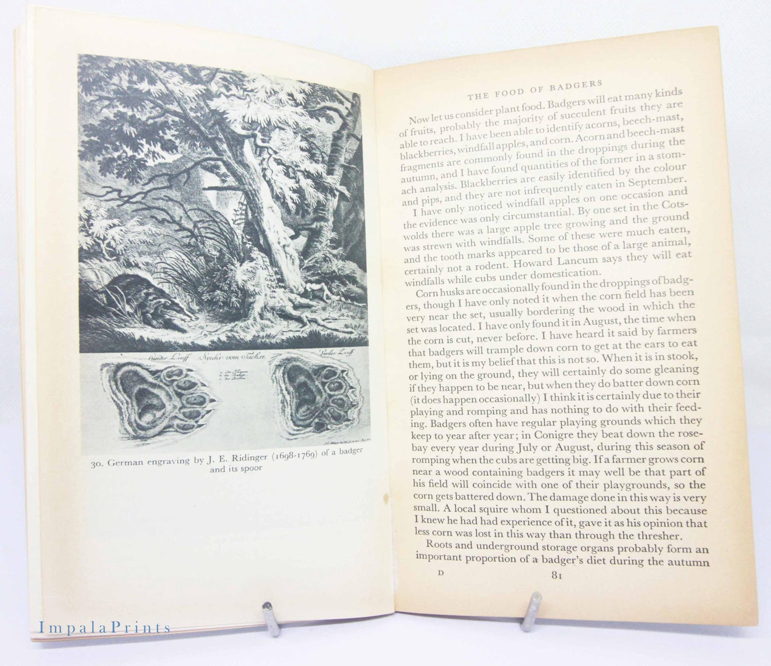 The Badger Nature Book Vintage Guide Factual 1958 Book Paperback Nature ...