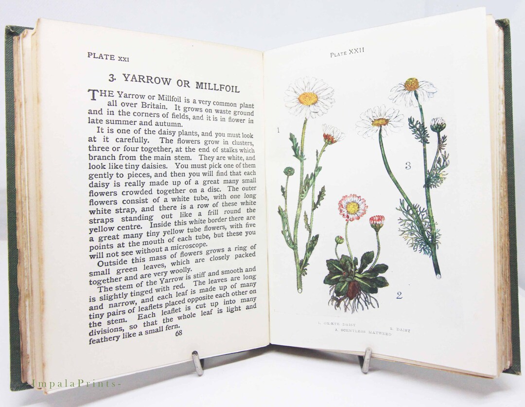 Antique Flower Book 1910s Illustrated Attractive Colour Illustration ...