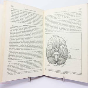 Human Body Anatomy Its Story 1930s Illustrated Hardback Guide ...